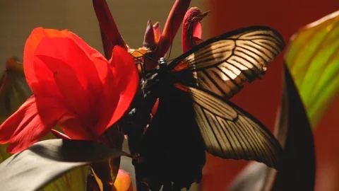 Flower Images Hd Stock Videos – Royalty-Free HD & 4K Videos