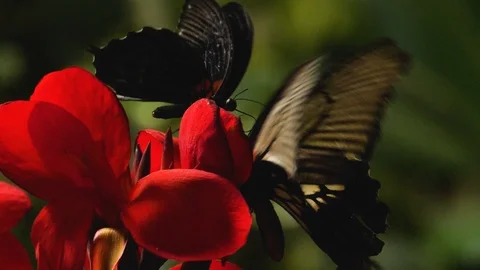 Flower Images Hd Stock Videos – Royalty-Free HD & 4K Videos