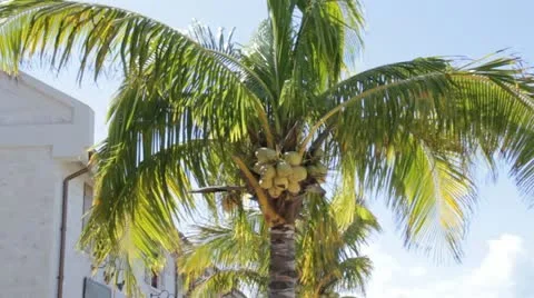 Coconuts Hd Stock Videos – Royalty-Free HD & 4K Videos