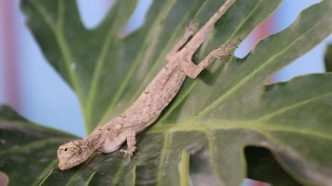 Maneskin Video Stock Videos – Royalty-Free HD & 4K Videos