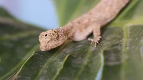 Maneskin Video Stock Videos – Royalty-Free HD & 4K Videos