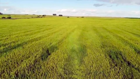 HD Video Cut of Rice Crop in Final Stage | Stock Video | Pond5