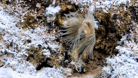 Tube With Fan Stock Videos – Royalty-Free HD & 4K Videos