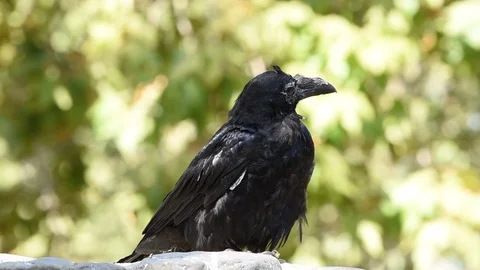 Raven: Video Stock Videos – Royalty-Free HD & 4K Videos