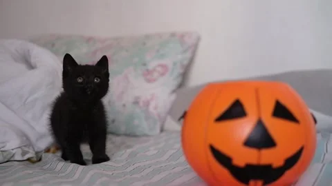 Plastic Staring Stock Videos – Royalty-Free HD & 4K Videos