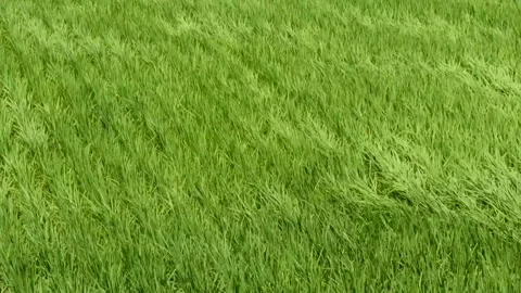 HD Waving rice paddy field by wind ZOOM ... | Stock Video | Pond5