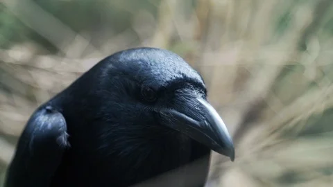 Head of black crow screaming in forest. ... | Stock Video | Pond5