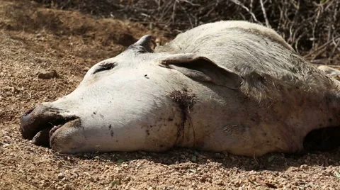 Dead Shot`\ Stock Videos – Royalty-Free HD & 4K Videos