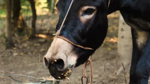 Drool Stock Videos – Royalty-Free HD & 4K Videos | Pond5