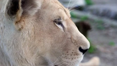 Female Of Lion Stock Videos – Royalty-Free HD & 4K Videos | Page 2