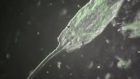 head of nematode under the microscope, n... | Stock Video | Pond5