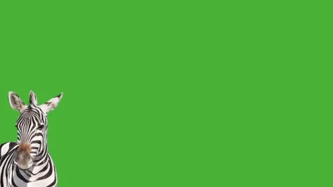 head of a zebra on a green screen | Stock Video | Pond5