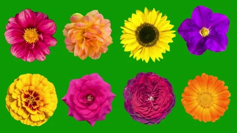 Heads of garden flowers rotate around th... | Stock Video | Pond5