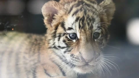 Headshot portrait of cute tiger cub look... | Stock Video | Pond5
