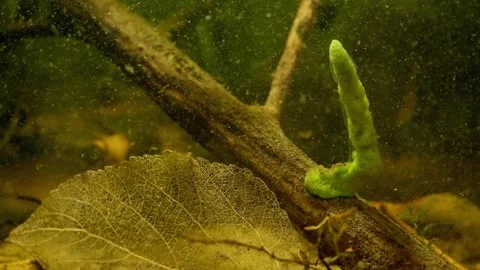 Freshwater Sponge Stock Video Footage | Royalty Free Freshwater Sponge ...