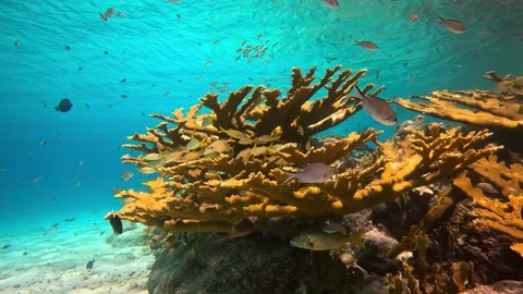 healthy cluster of elkhorn coral on reef | Stock Video | Pond5