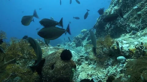 Healthy coral reef ecosystem | Stock Video | Pond5