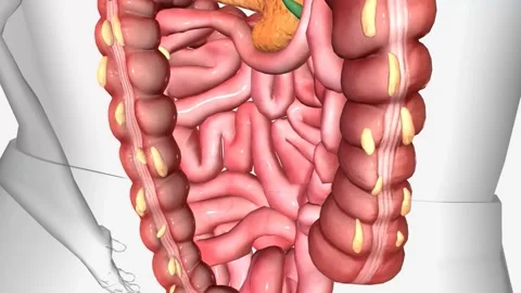 Healthy Digestion, Colon 3d animation . | Stock Video | Pond5