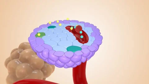 Healthy Insulin Production 3d animation | Stock Video | Pond5