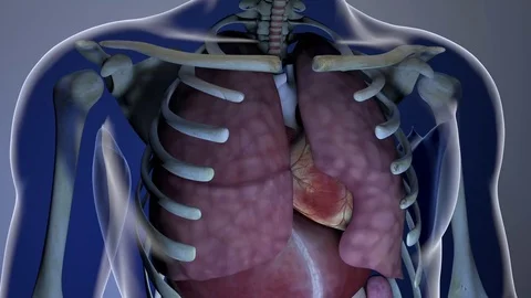 Healthy Internal Organs in a Transparent... | Stock Video | Pond5