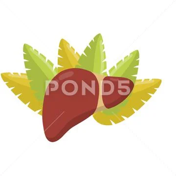 Healthy liver. Red internal human organ. Medicine and analysis ...