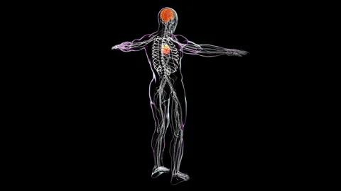 Male Body Animation Stock Videos – Royalty-Free HD & 4K Videos