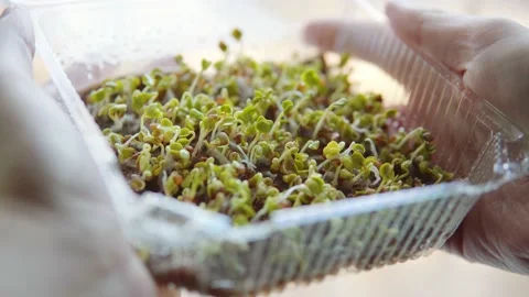 Healthy organic food micro greens bio or... | Stock Video | Pond5