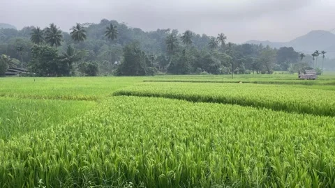 Paddy Disease Stock Footage ~ Royalty Free Stock Videos | Pond5