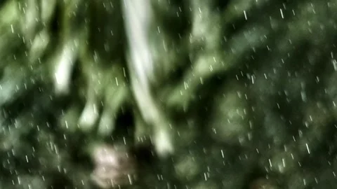 Amazon Rainforest Storm Stock Videos – Royalty-Free HD & 4K Videos | Pond5