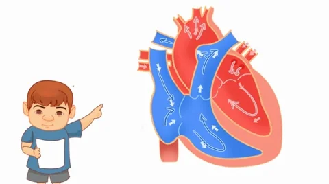Heart Anatomy - Vector Cartoon - White ... | Stock Video | Pond5