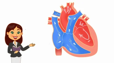 Heart Anatomy - Vector Cartoon - White ... | Stock Video | Pond5