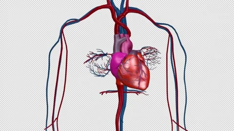 Cardiovascular System Stock Videos – Royalty-Free HD & 4K Videos