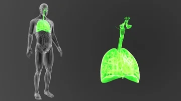 Heart and Lungs zoom with Skeleton | Stock Video | Pond5