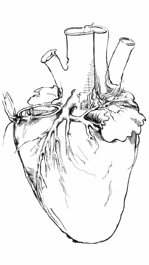 Heart. Based on drawing of Leonardo da V... | Stock Video | Pond5