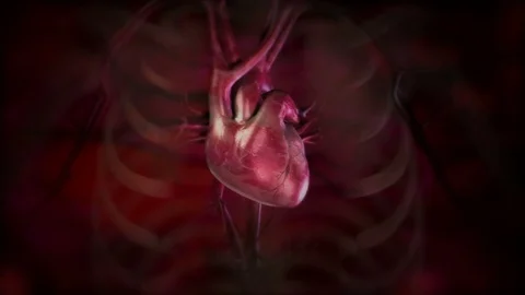 Heart beating slowly. Loopable animation... | Stock Video | Pond5