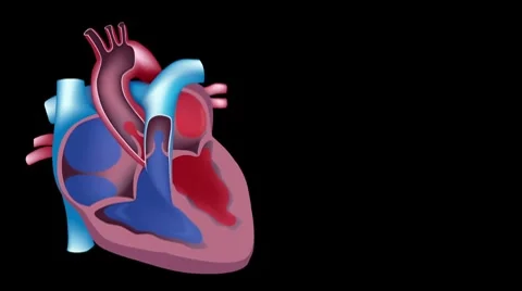 Heart blood flow loop | Stock Video | Pond5