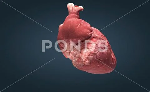 The heart is the most important muscle in your body. There are two ...