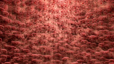 Heart muscle cells, animation | Stock Video | Pond5