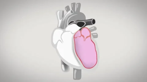 Heart pumping liquids on white backgroun... | Stock Video | Pond5