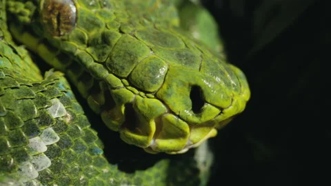 Rain Nose Stock Video Footage | Royalty Free Rain Nose Videos | Pond5