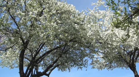 Heaven White Cherry Tree Blossom Visual ... | Stock Video | Pond5
