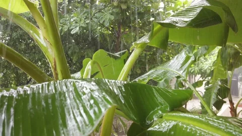 Heavy equatorial monsoon rain on banana... | Stock Video | Pond5