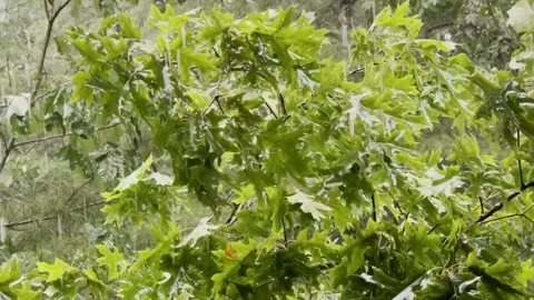 Heavy hard rain falling on an oak tree w... | Stock Video | Pond5