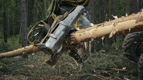 Heavy Harvester Crane Sawing A Tree Trun... | Stock Video | Pond5