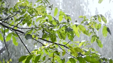 Heavy rain. Drops of heavy rain dripping... | Stock Video | Pond5