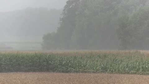 Heavy rain falling on farm and crops aft... | Stock Video | Pond5