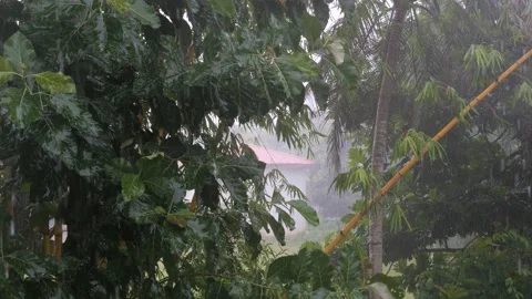 Heavy rain in the rainforest. Distant vi... | Stock Video | Pond5