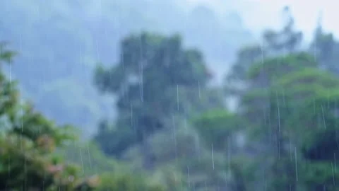 Storm Rainforest Stock Videos – Royalty-Free HD & 4K Videos