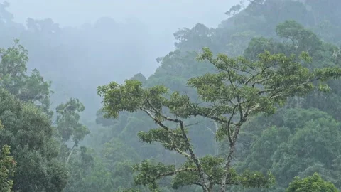 Heavy Rain in Rainforest with Trees, Rai... | Stock Video | Pond5