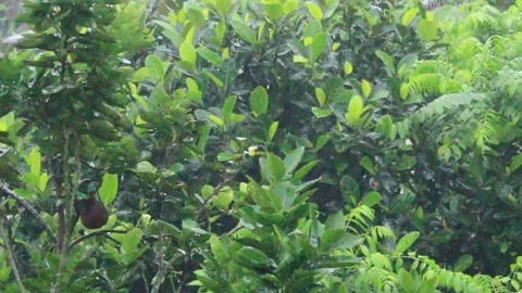 heavy rain scene and mango tree with lot... | Stock Video | Pond5
